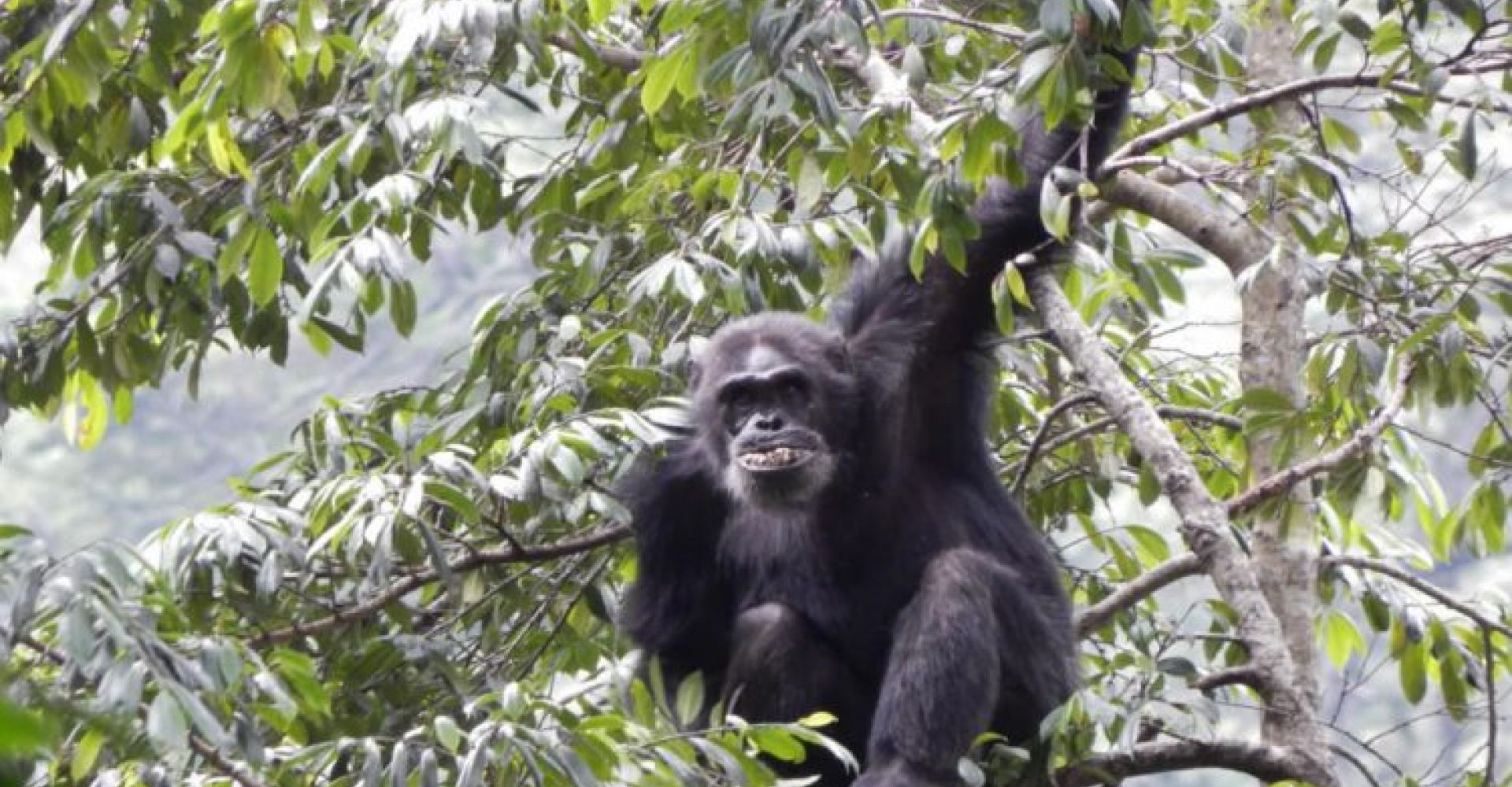 Nyungwe Forest National Park