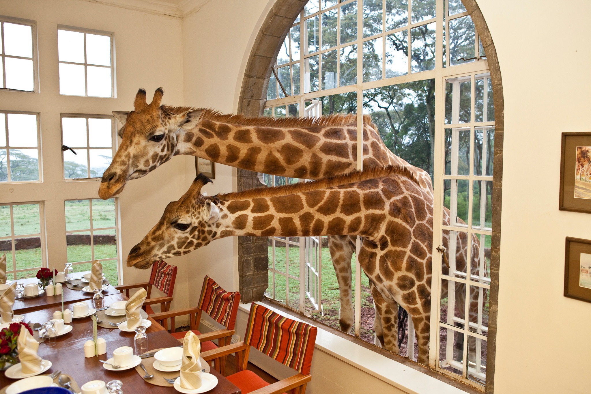 A Complete Guide to Giraffe Manor in 2025