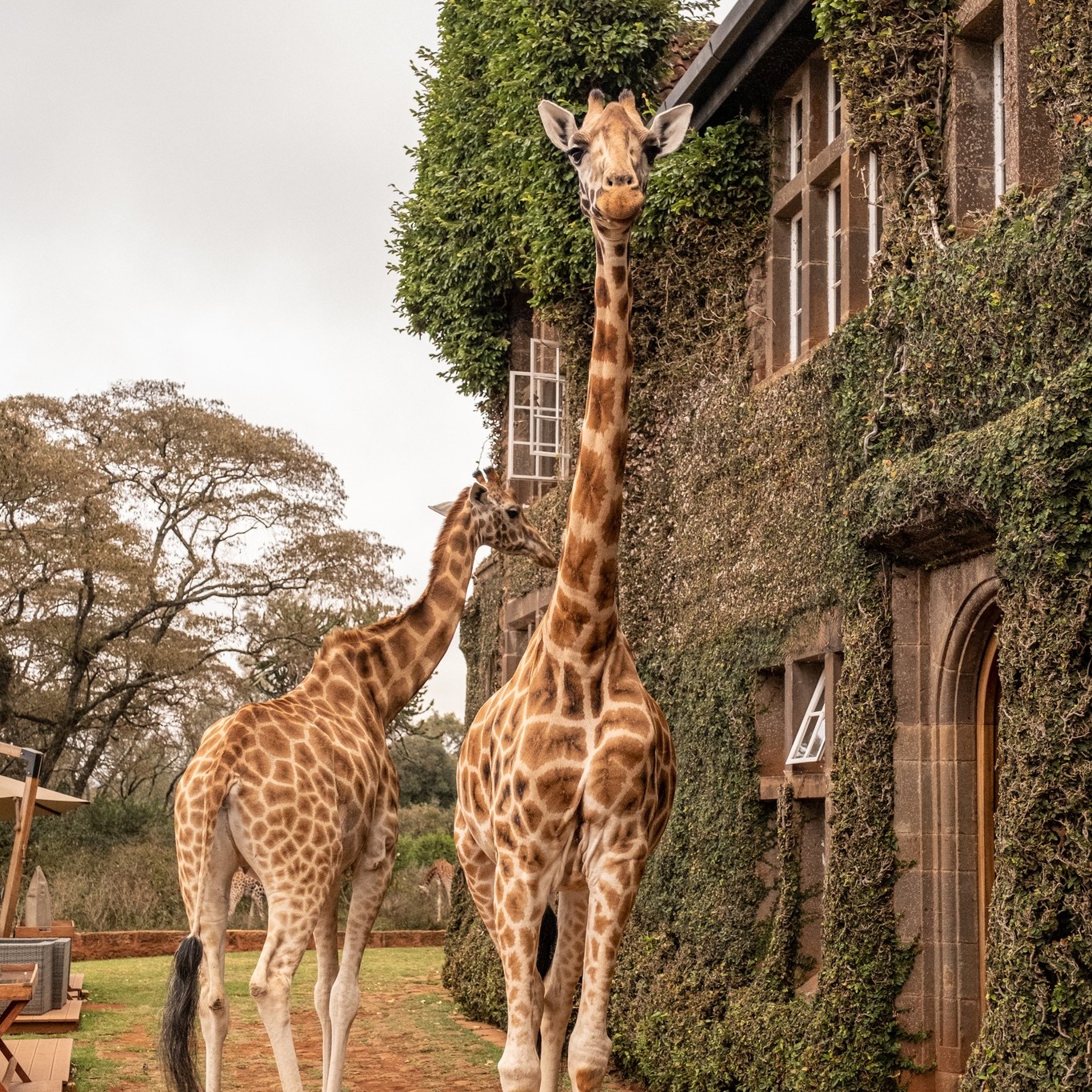 Giraffe Manor Cost - Twinkle Stars Tours